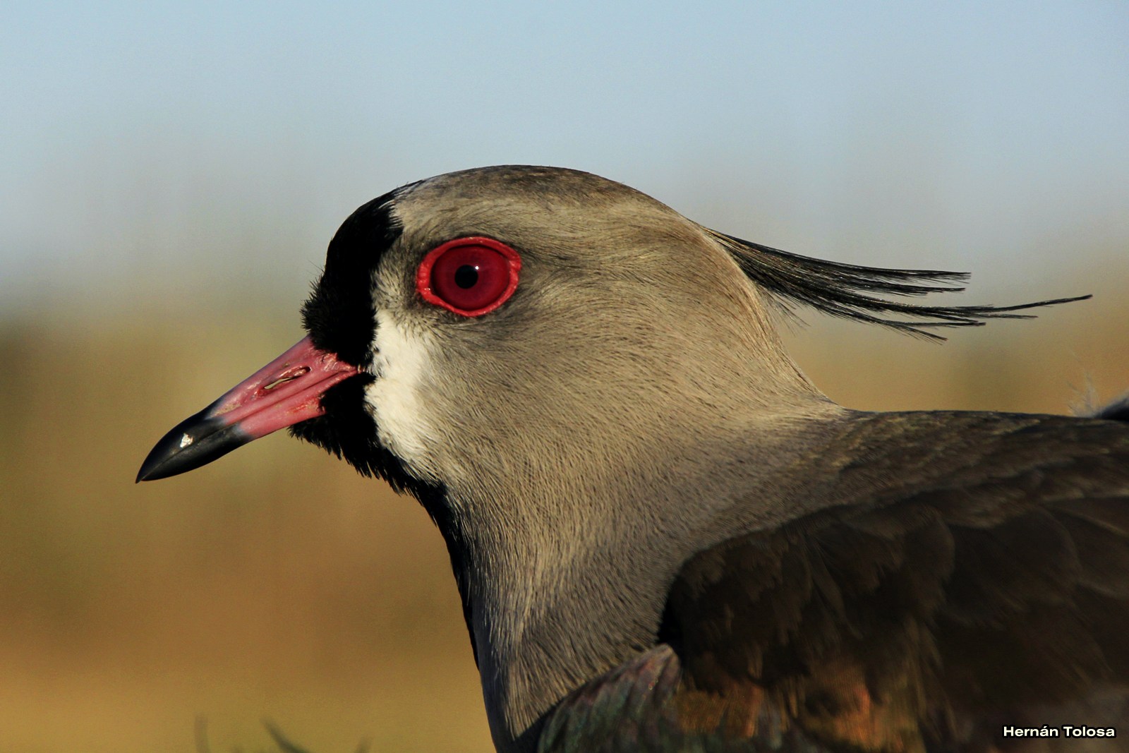 Aves de Argentina: Tero empollando