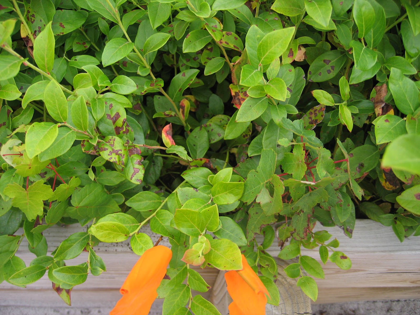 Irregular Shaped Leaf