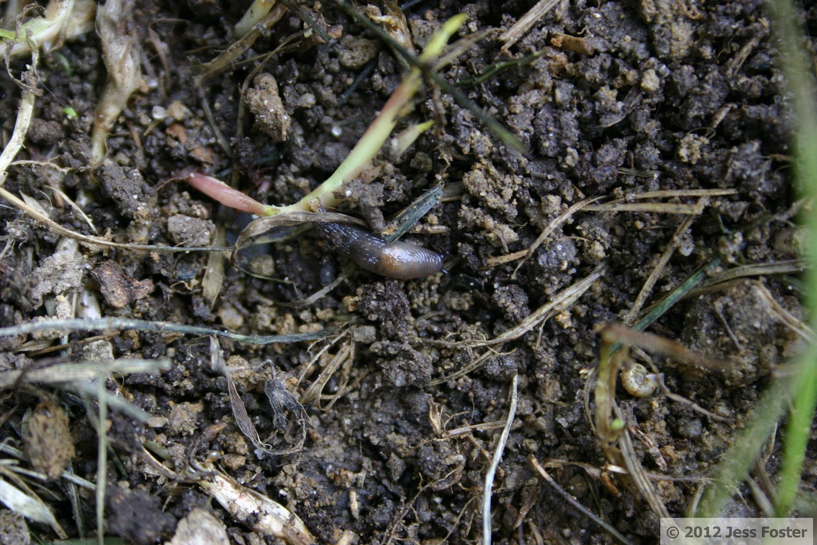 Sluggin' Along: New Slug Species