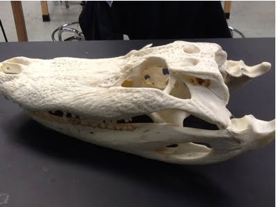 Biology of the Reptilia: Laboratory #1: General Anatomy of Reptiles ...