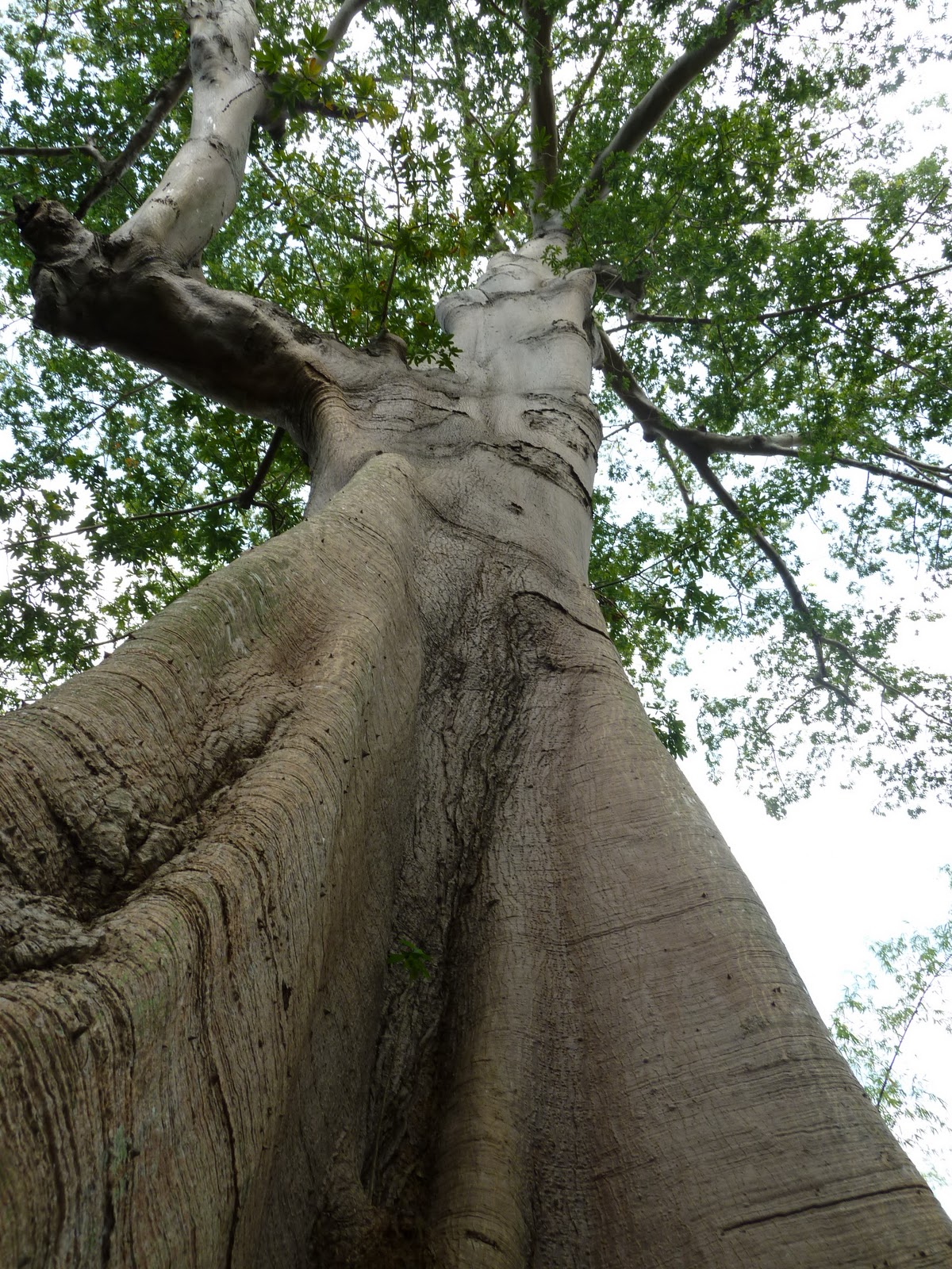 Connecting: Triggers of Reconnection With UPLB