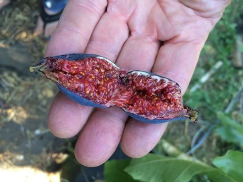 Petite Negra Fig - Var Tin