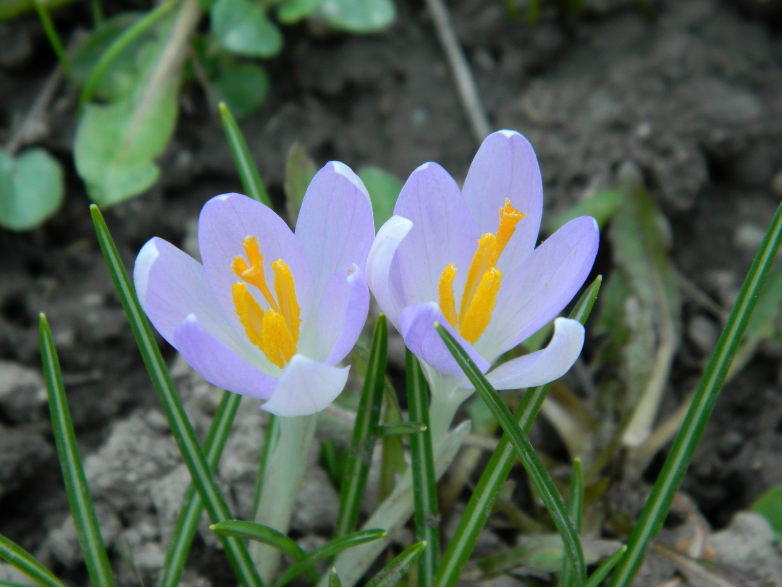 LA MULTI ANI, ROMANIA!: Flori de primavara in prim plan