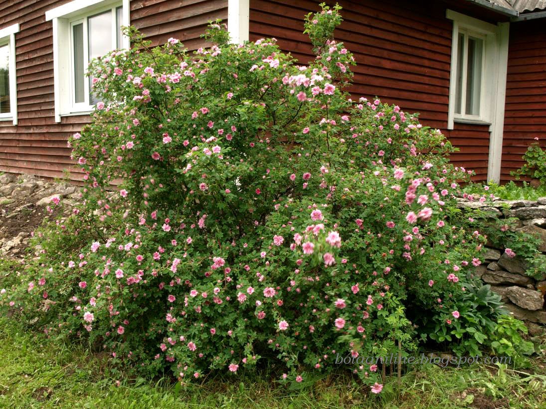 rohenäpp: Pargiroos