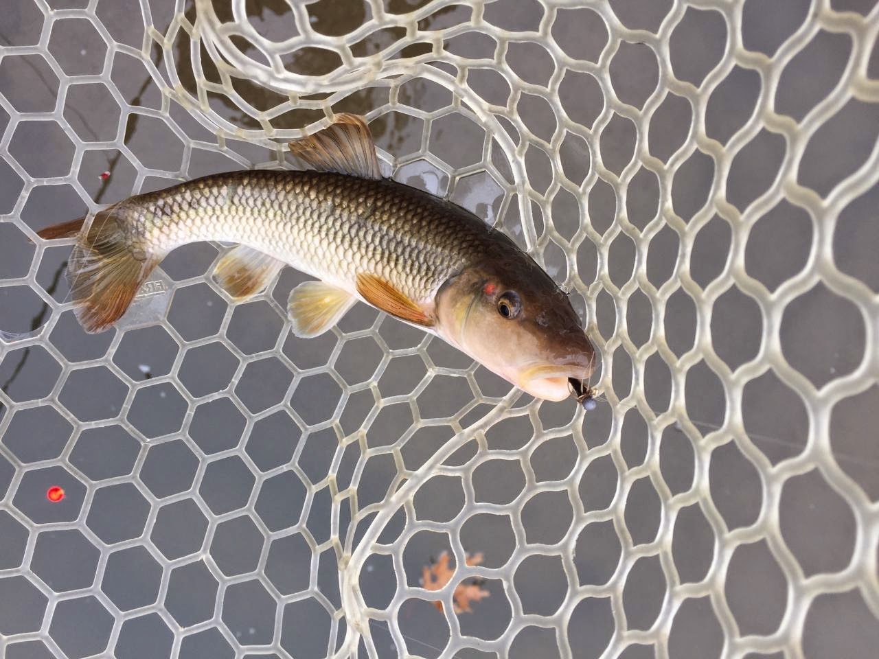 Drifting The Prairie Ocean Outdoor Journal: Blue River Redhorse Sucker ...