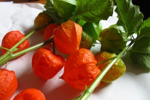 Avantales: Linterna china