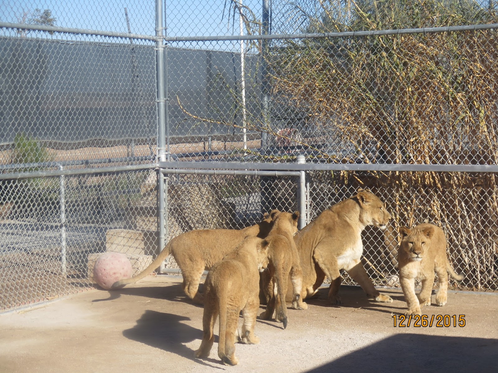 Where is Cookie?: The lion's share! Las Vegas animal park provides ...
