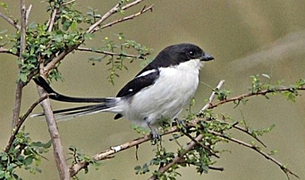 Jenis Burung Cendet - Ocehan Kenari