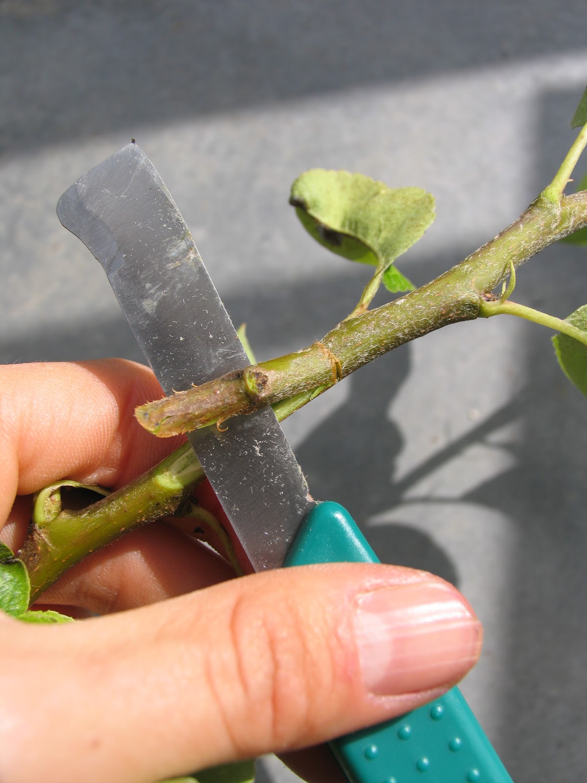 Shield Budding Fruit Trees (epic post) - The Impulsive Gardener