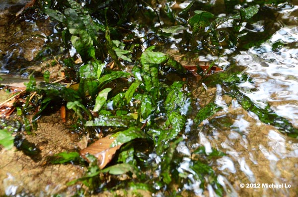 The rainforests of Borneo & Southeast Asia: semi aquatic plants from ...