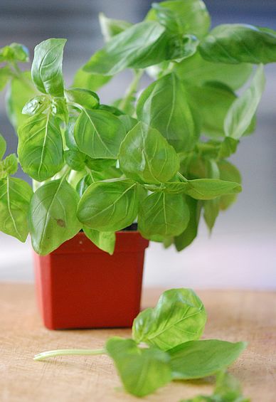 COME COLTIVARE BASILICO IN VASO o NELL'ORTO - Cucina Green