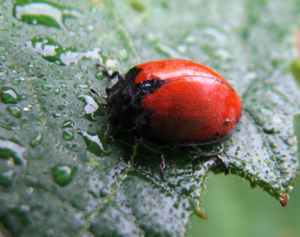 Insectos de los bosques del Volcán Chicabal: mayo 2013