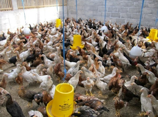 TEKNIK PEMBERIAN PAKAN TERNAK AYAM KAMPUNG INTENSIF - BETERNAK DAN MENANAM