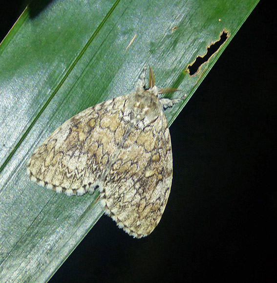 BunyipCo: Moth Night 2016