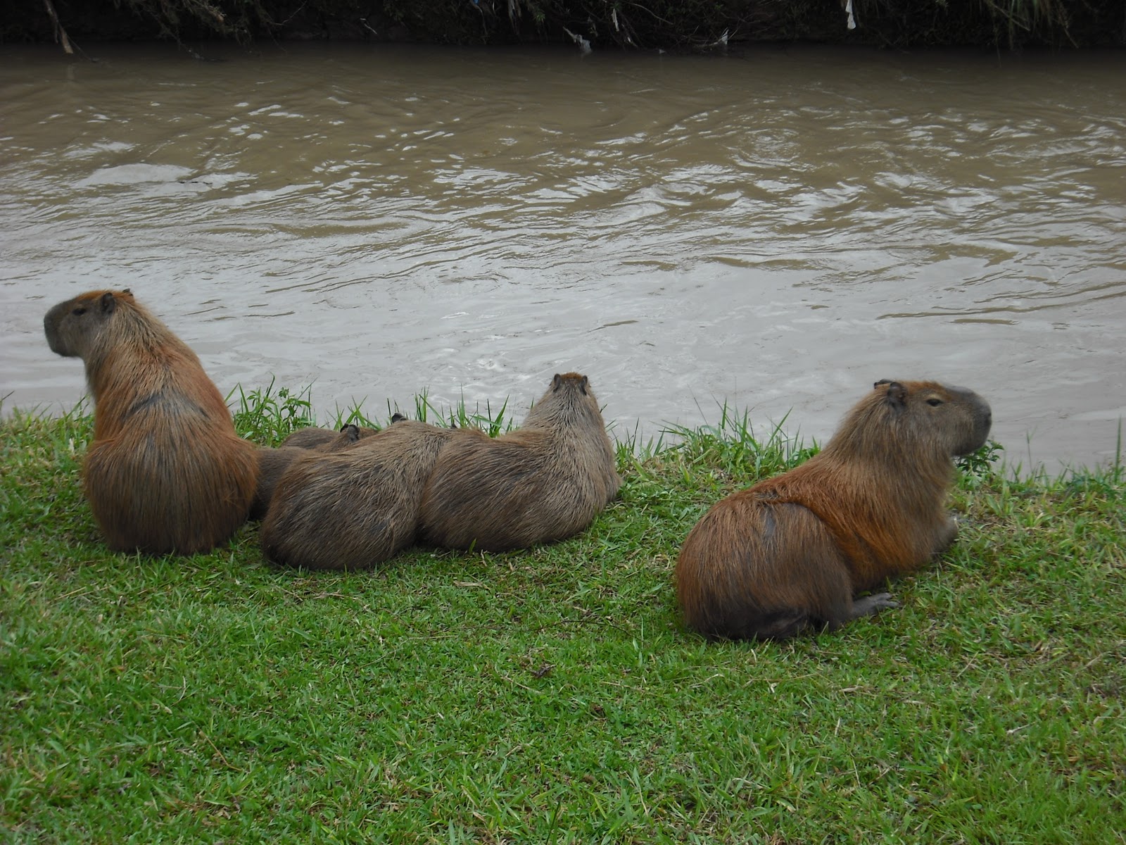 animales contentos: El capibara