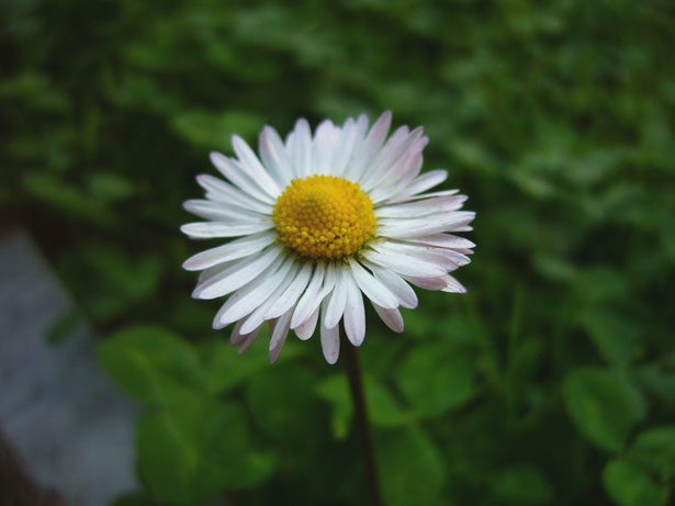 Single Daisy Flower