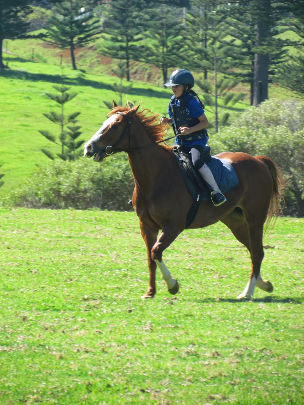Norfolk Island Pony Club & Equestrian Association: Norfolk Island Pony ...