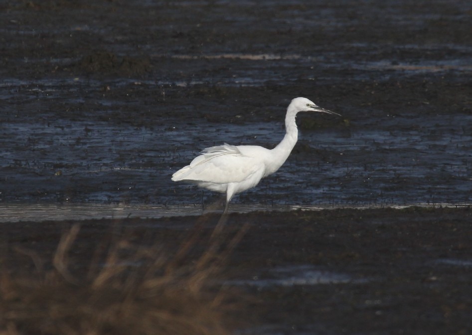 New England Coastal Birds: "Three Days of Winter Seabirding on Cape Cod ...