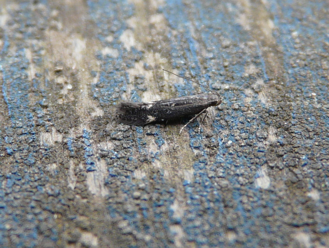 birdingexmouth: Northern Spinach, Two-spotted Neb and Plum Fruit Moth