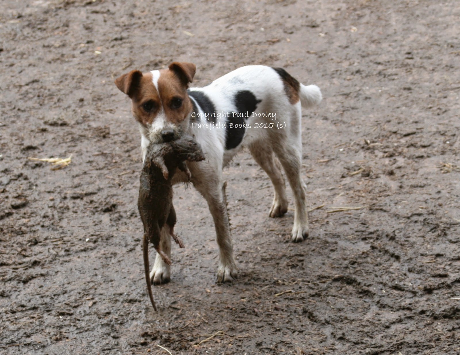 Lurchers, Terriers and Ferrets: Traditional Ratting