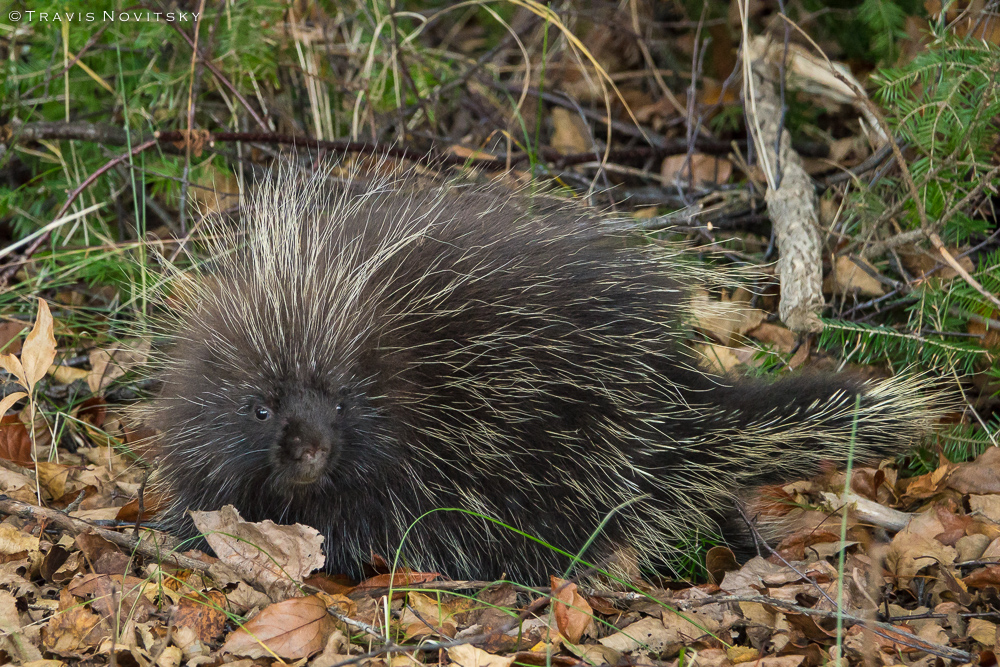 Photography by Travis Novitsky - Photo Journal: Cute Little Porcupine