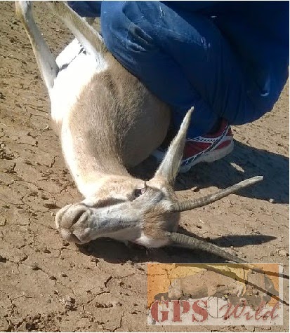 GPS Wild: GEWONE SPRINGBOKKE