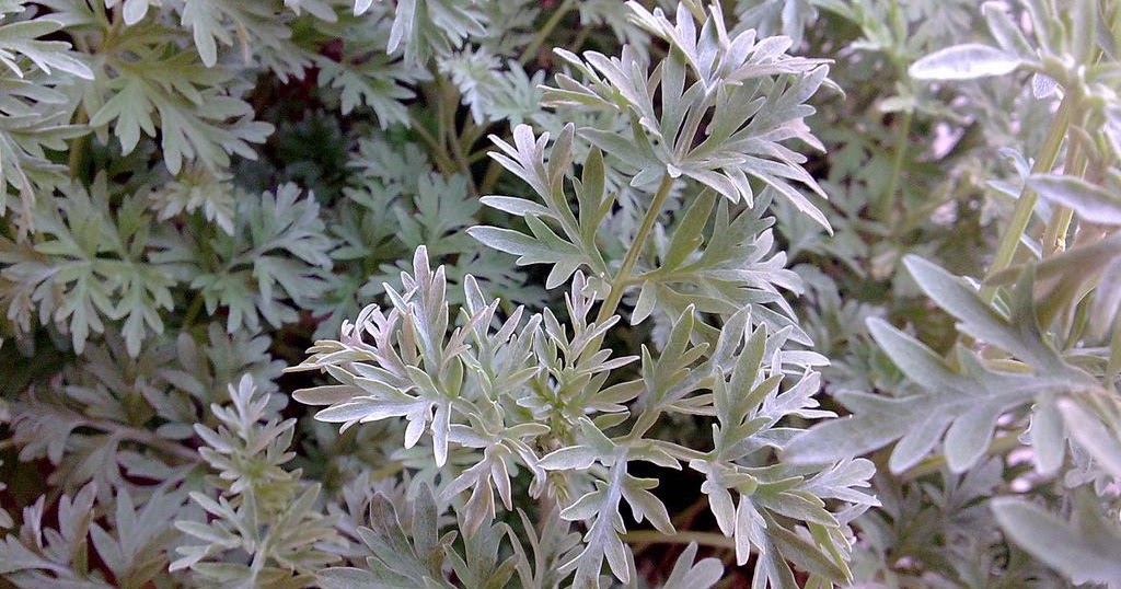 Os Benefícios da Losna | Horta em Casa