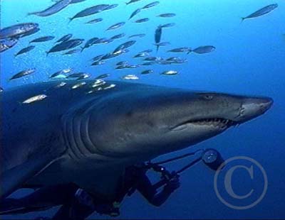 wallpaper: amazing shark pictures