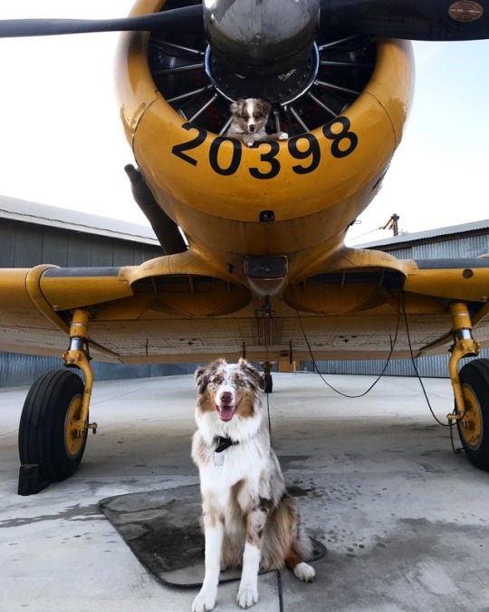 daily timewaster: Dog is my co pilot