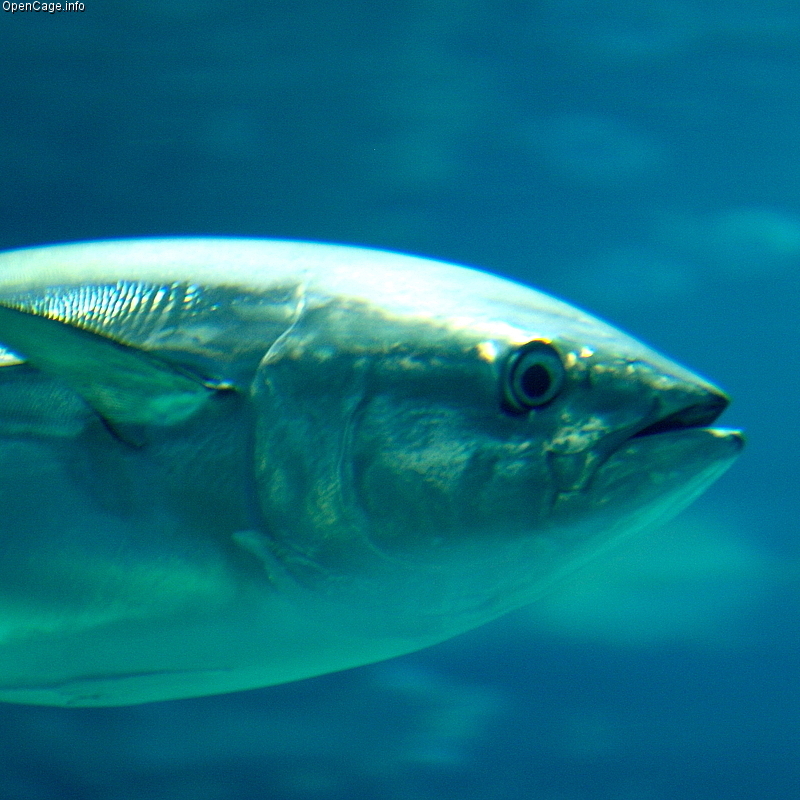 El ojo del buitre: Peces - Atún (Thunnus)