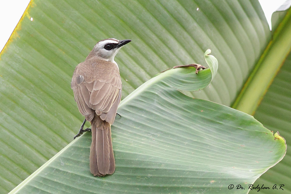 Birds and Nature Photography @ Raub: New Year Birds - The Banana Birds