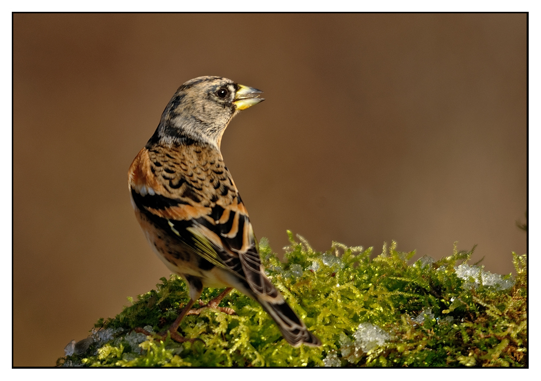 La naturaleza que nos rodea: Pinzón real macho hembra