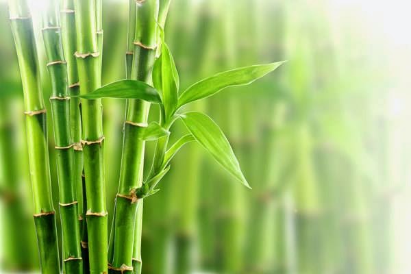 Povestea bambusului | Viața îți aparține