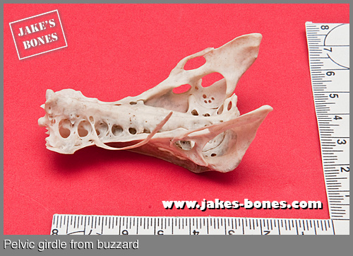 Buzzard skeletons (and bird skeletons in general) : Jake's Bones