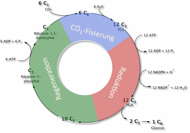 Bio-Blog: April 2012