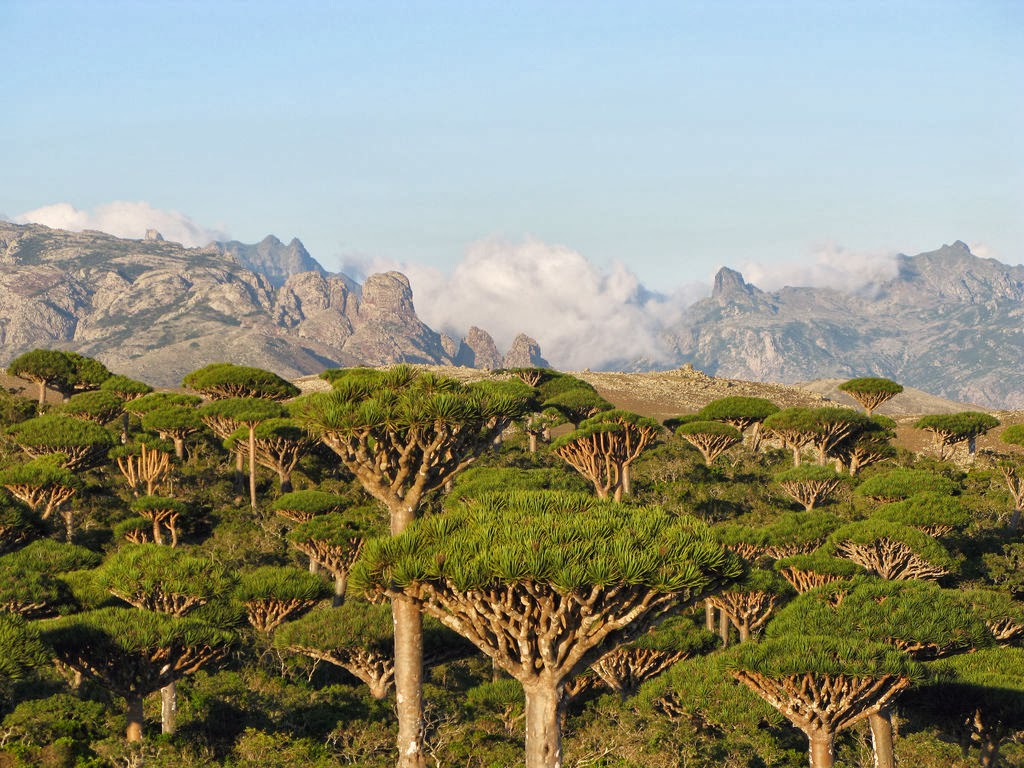 Socotora un pequeño archipiélago del Índico que parece de otro mundo ...