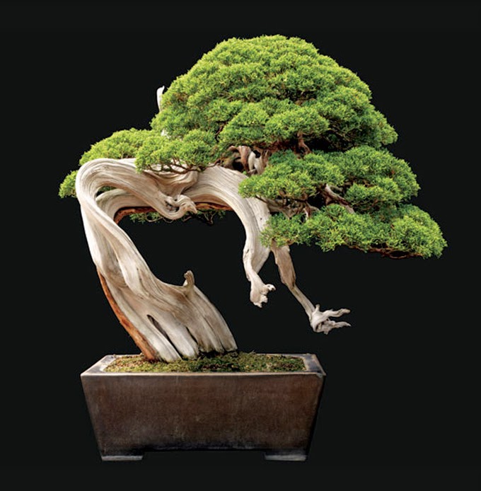 PIRDOT: Foto-Foto Bonsai Terbaik Di Dunia