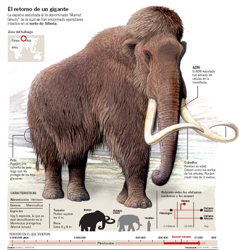 Los Dinosaurios: LOS MAMUTS Grandes mamiferos