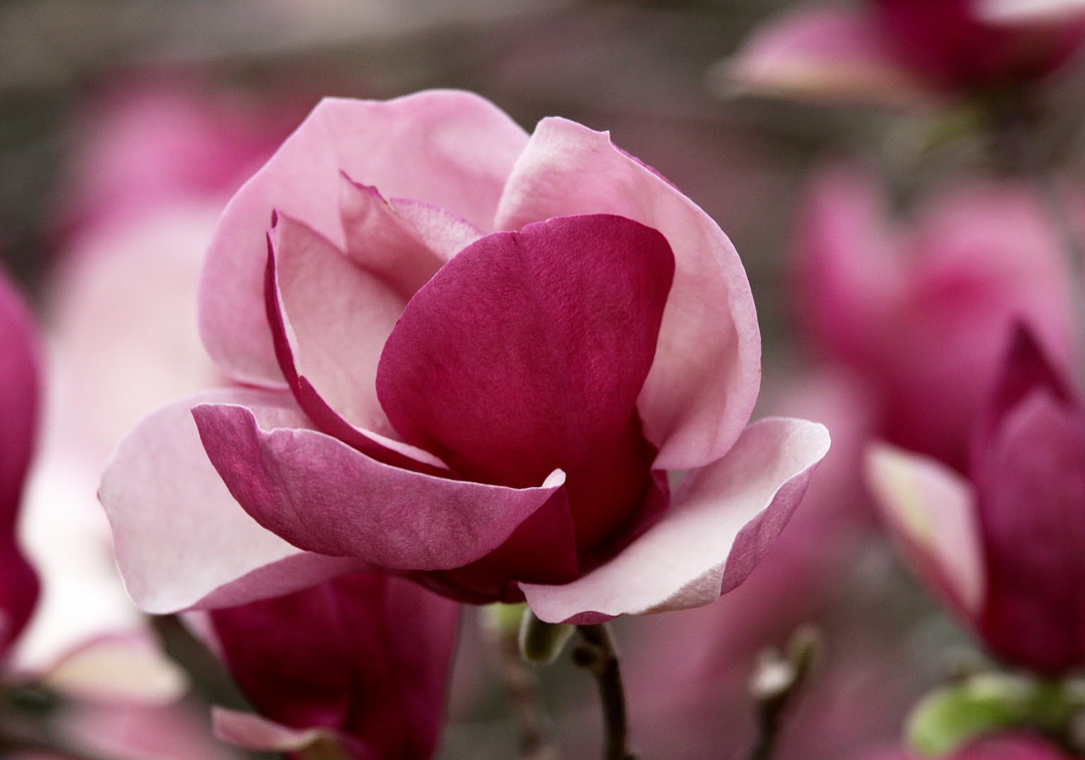 Southern Lagniappe: Pink Magnolias