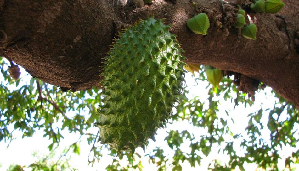 Asociación Casa de Perú en las Pitiüsas: Frutas del Amazonas del Perú