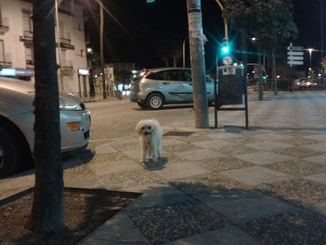 Noble Galgo Peludita Blanca En Las Ultimas En La Calle Y Herida Sevilla