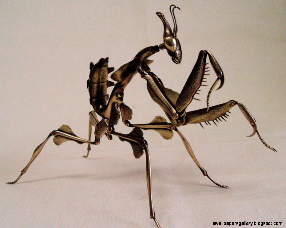Devil Praying Mantis | Wallpapers Gallery
