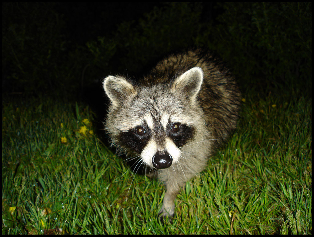 Seyis'in Günlüğü: Göl ve Bataklık: Rakun