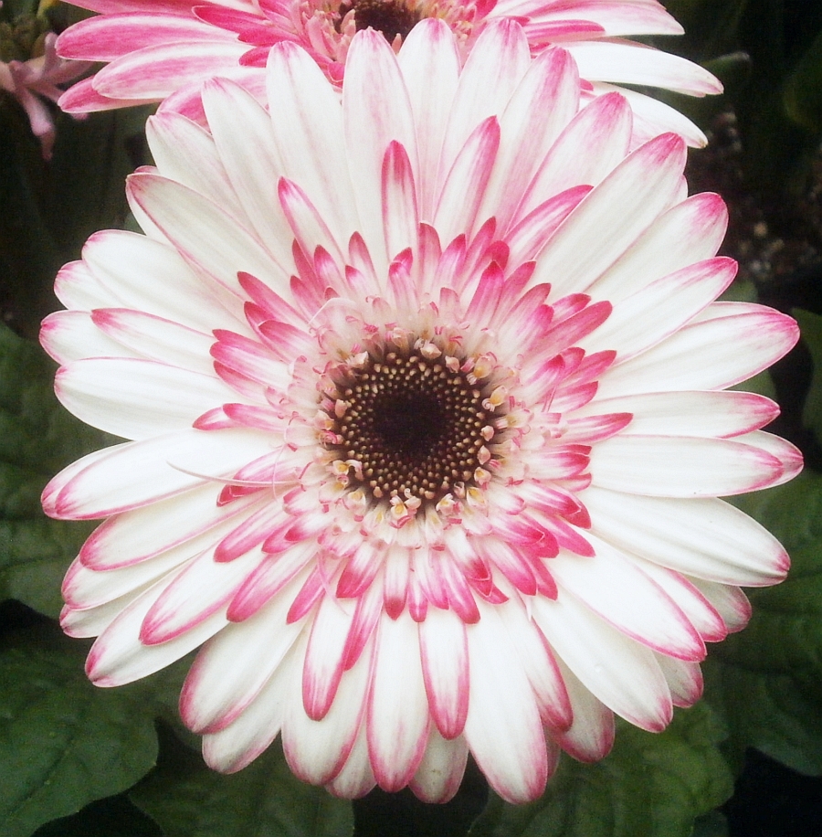 Plants are the Strangest People: Pretty pictures: Gerbera cvv.