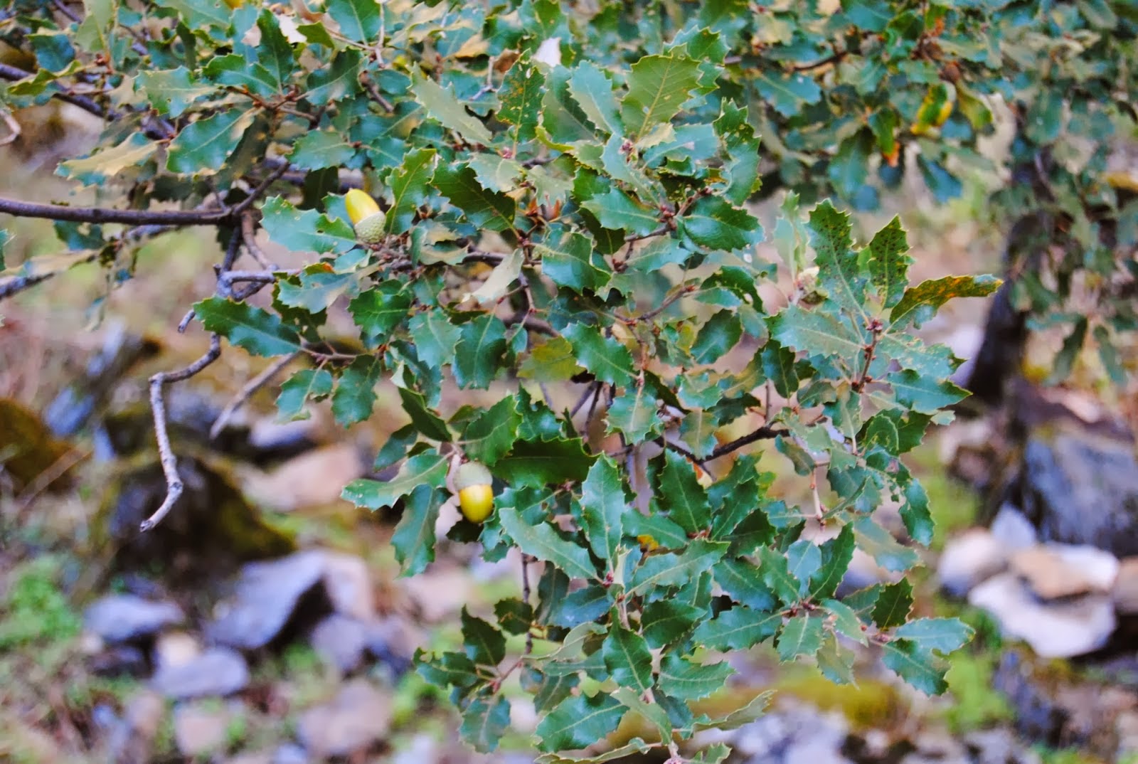 Flora y Fauna de las Sierras de Jaén: QUEJIGO