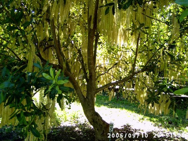 The Queen of Nuts - The Australian Macadamia