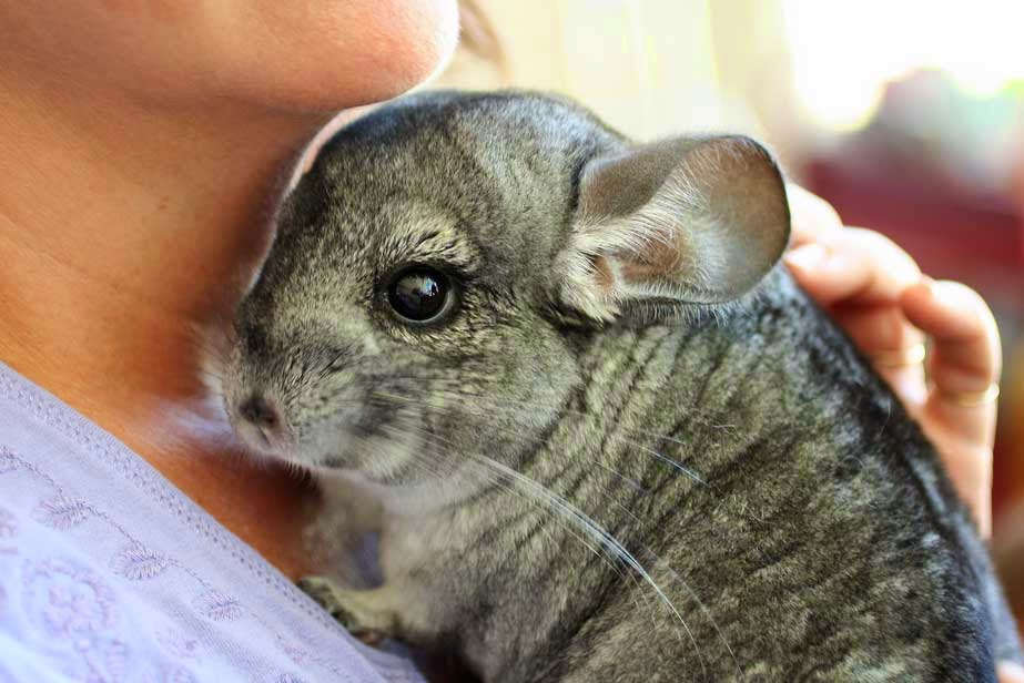 All-Things-Women: Chinchillas