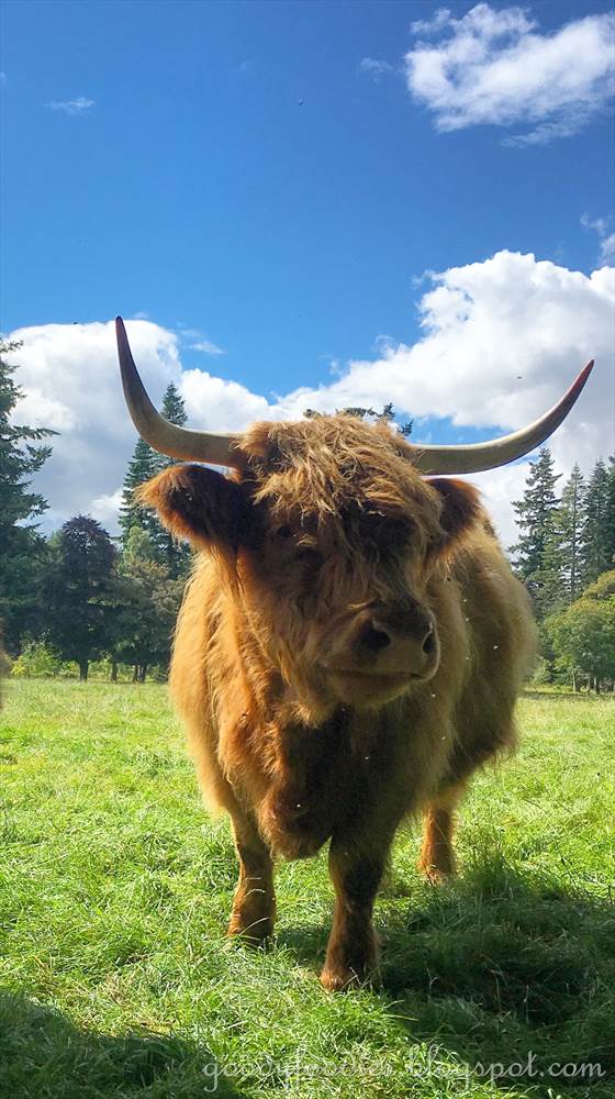 GoodyFoodies: Hairy Coo (Highland Cows) @ Crathes Castle, Aberdeenshire ...