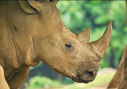 Hewan Langka Indonesia | THE WAY TO BE CREATIVE