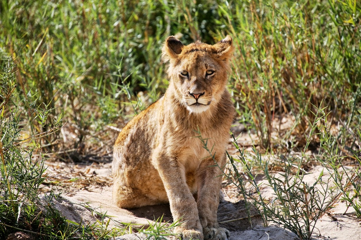 Reading For Australia: The Big Five